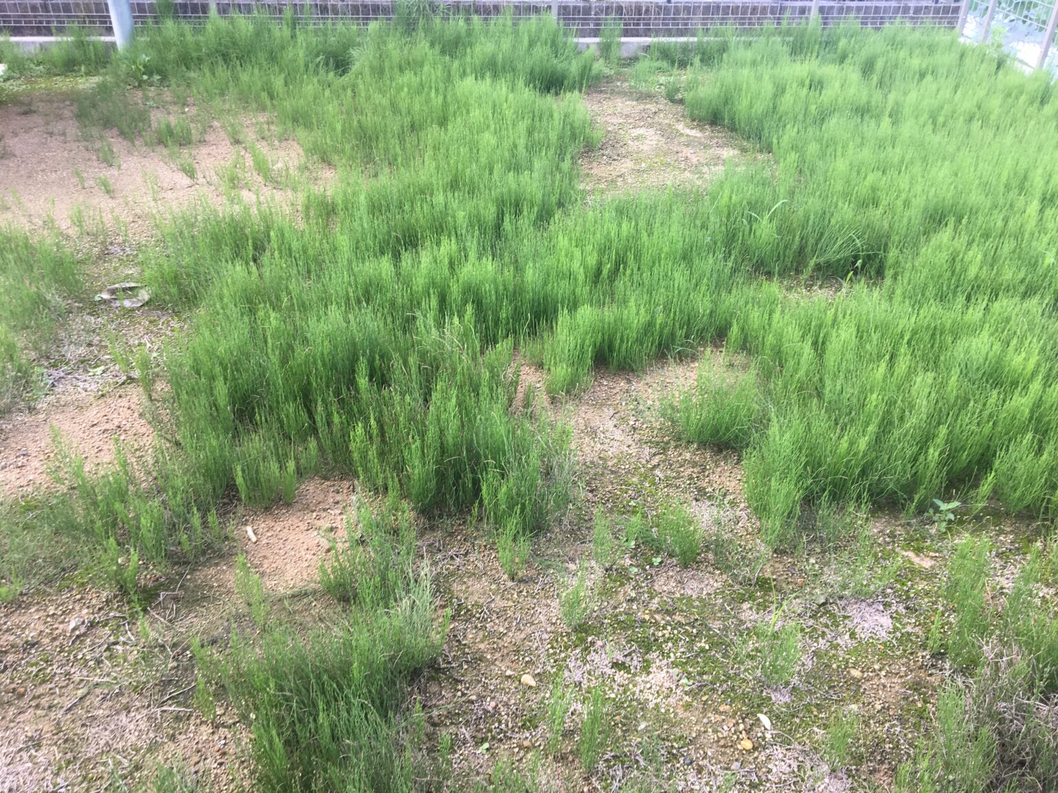 スギナの除草剤、おすすめ1選！！散布後の変化画像あり。 | きなこブログ